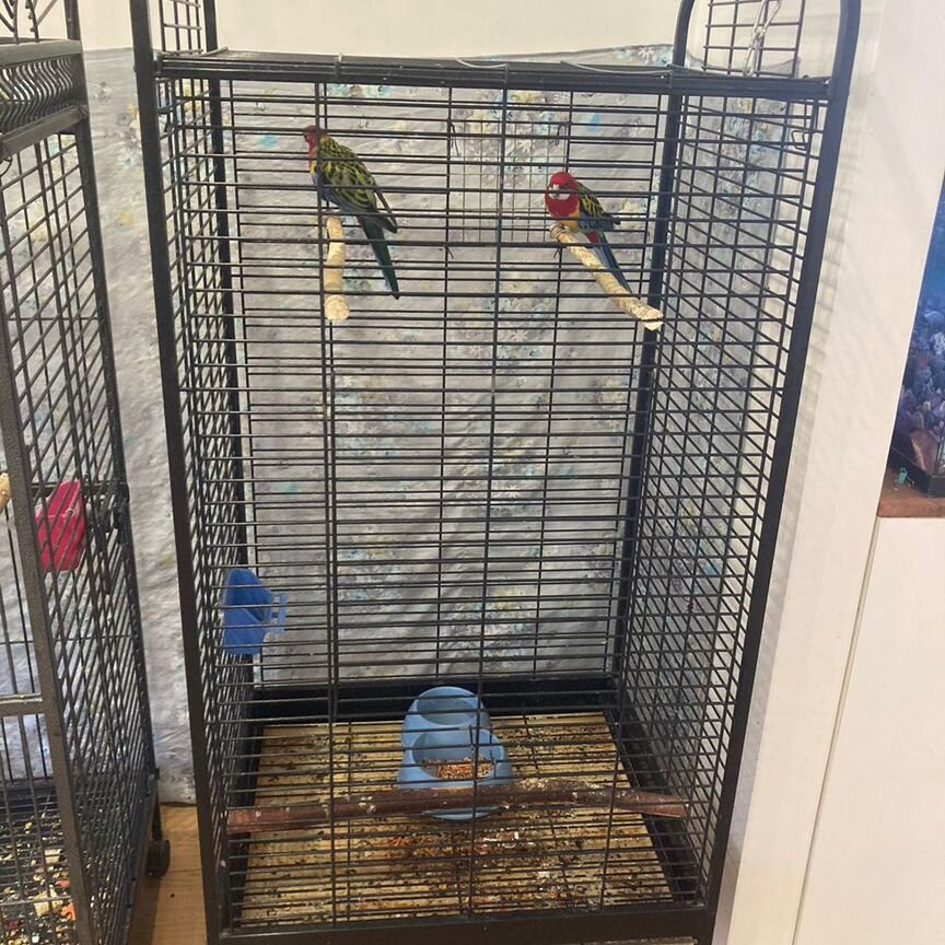 Большая клетка с попугаями