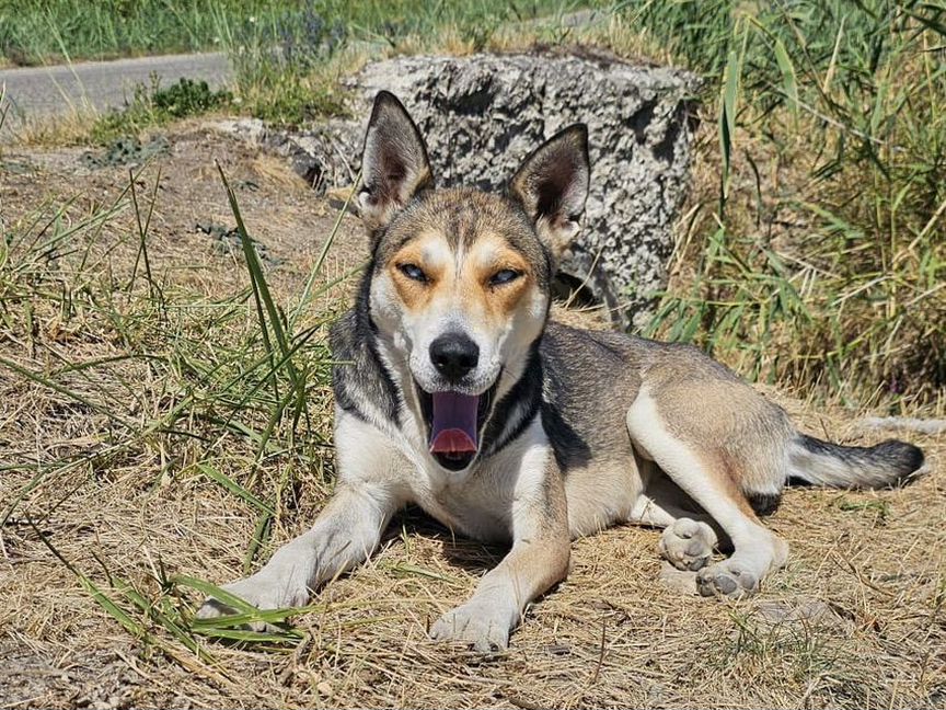 Метис хаски Роза в добрые руки
