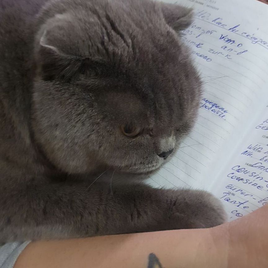 Отдам в хорошие руки. Кот старый 14,5 лет