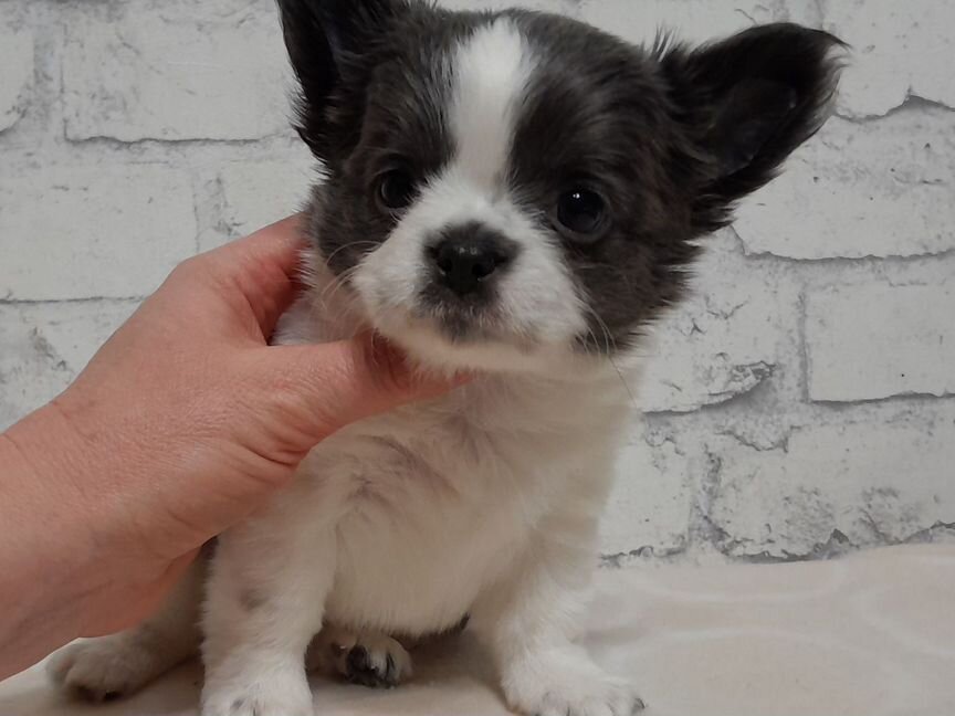 Цветные чихуахуа