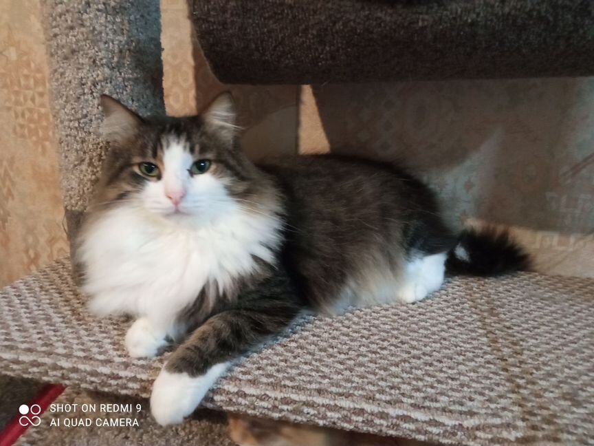 Такой шикарный кот живёт в приюте