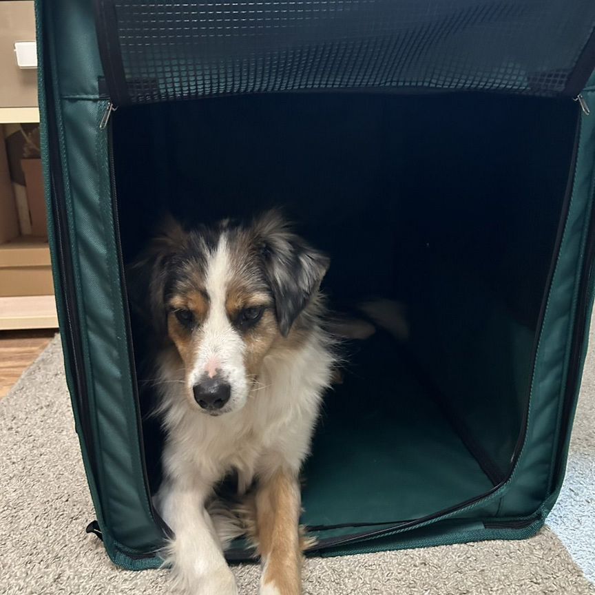 Дом тент для собак