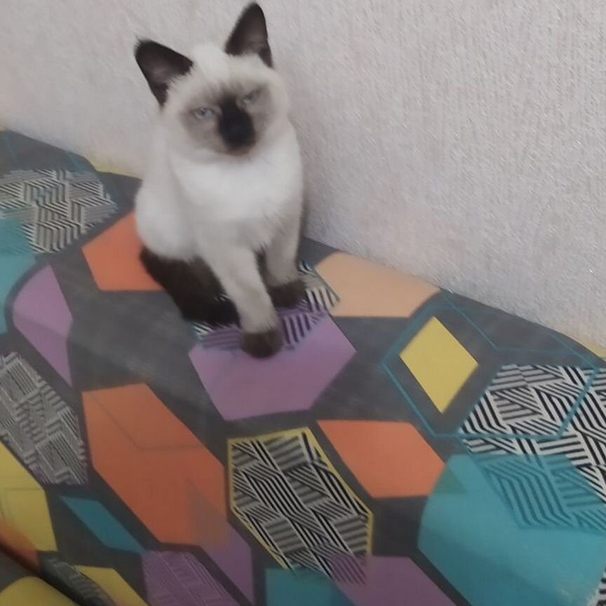 Отдам в добрые руки сиамского котенка (девочка)