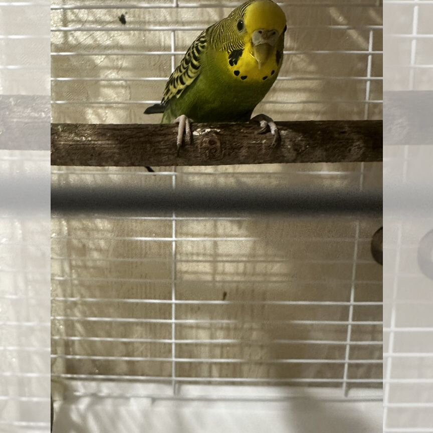 Волнистый попугай