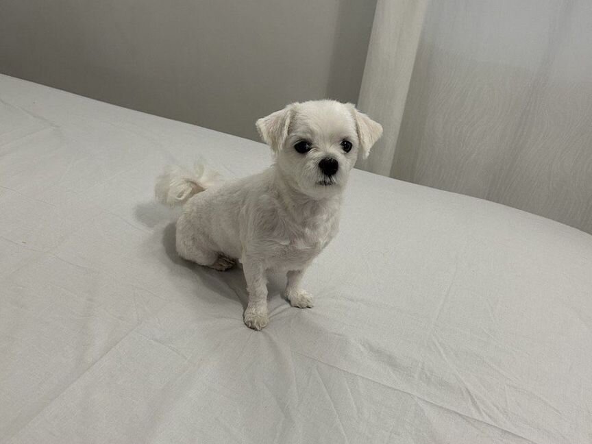 Продам Мальтийская болонка