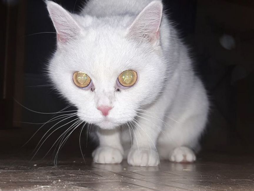 Кошка в добрые руки