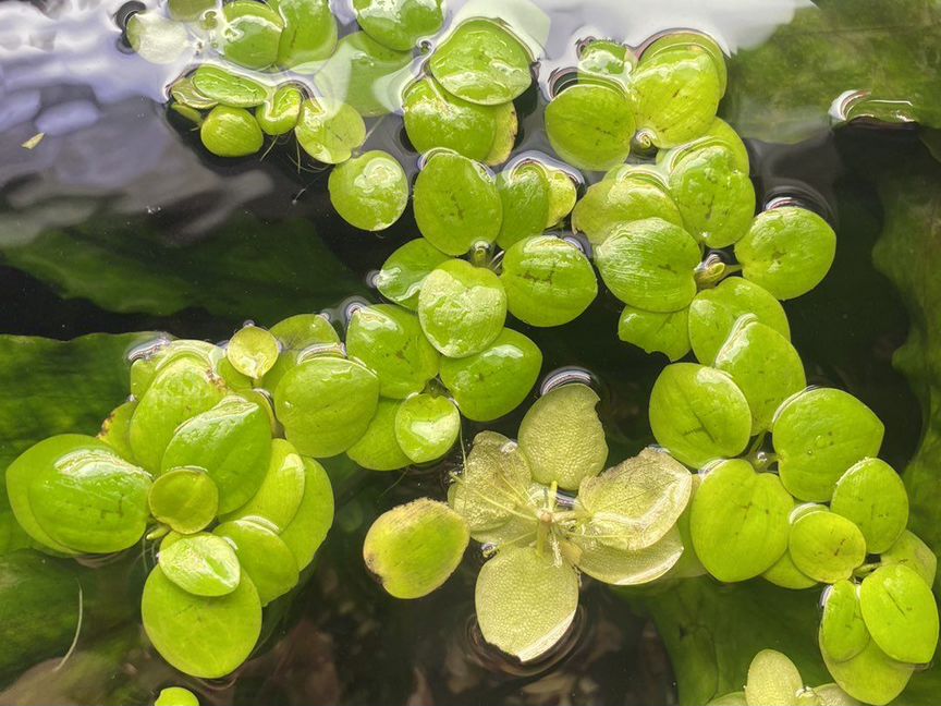 Аквариумное растение Лимнобиум