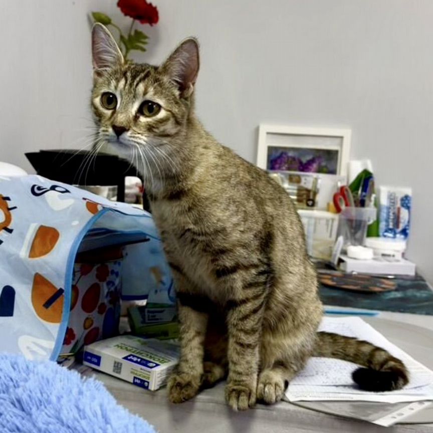 Котёнок в добрые руки