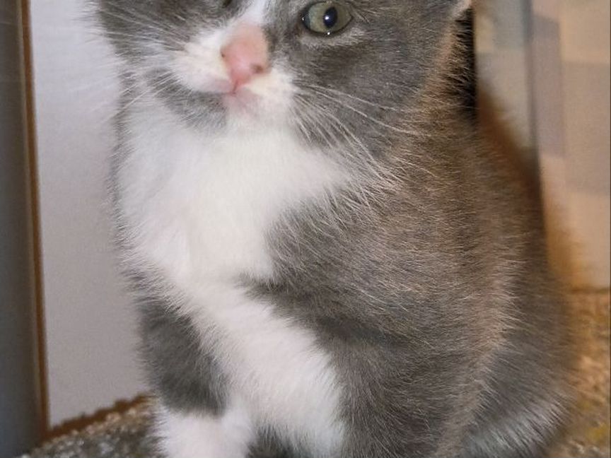 Шотландская вислоухая кошка