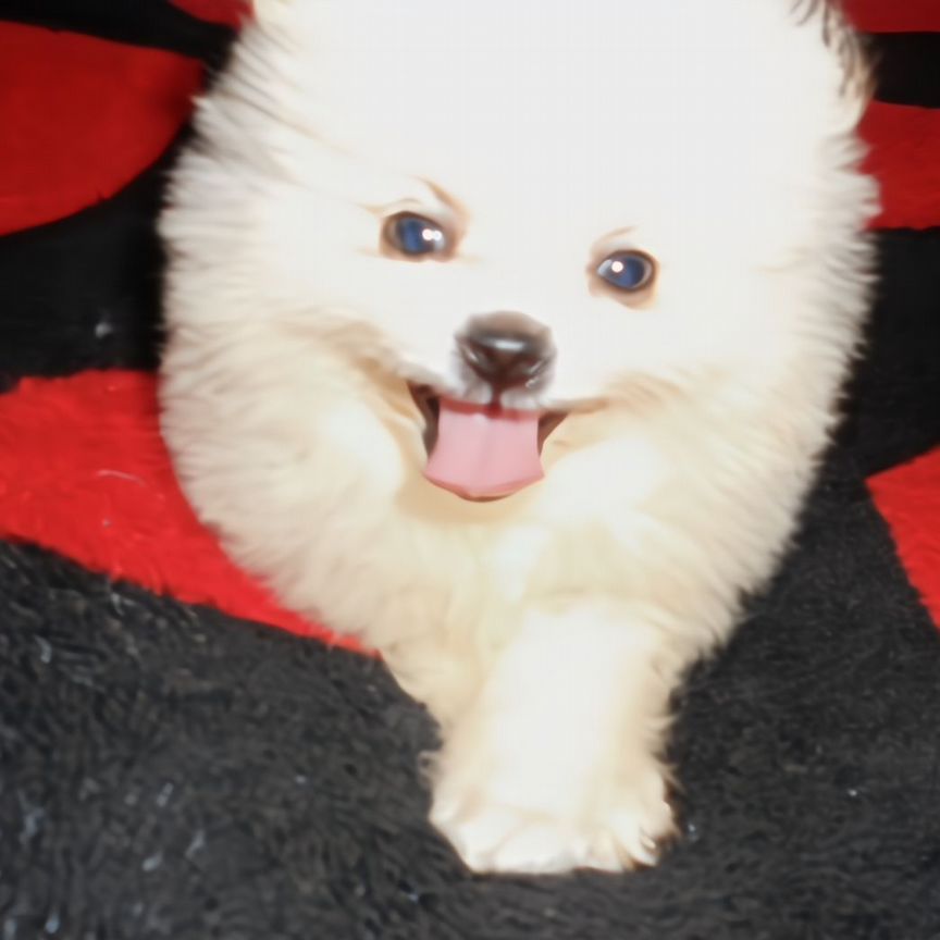 Немецкий шпиц, щенок