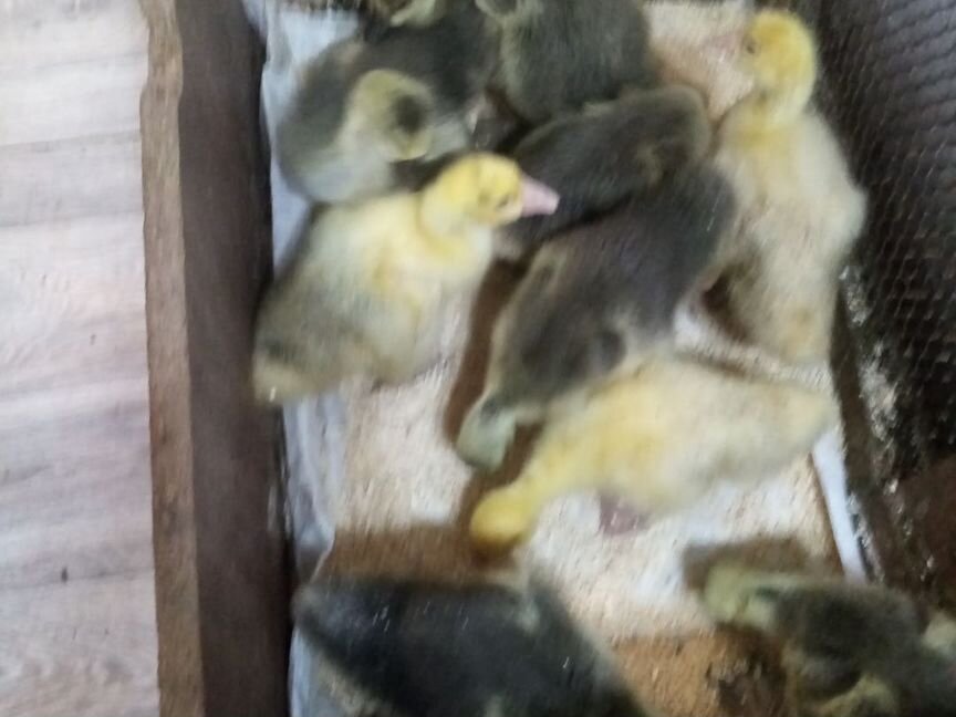 Гусята 2 недели