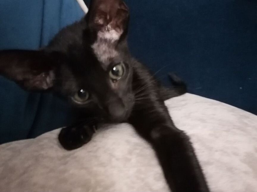 Ориентальные котята