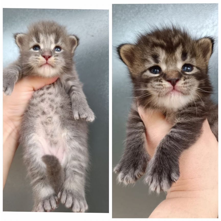 Мейн-кун малыши крупные