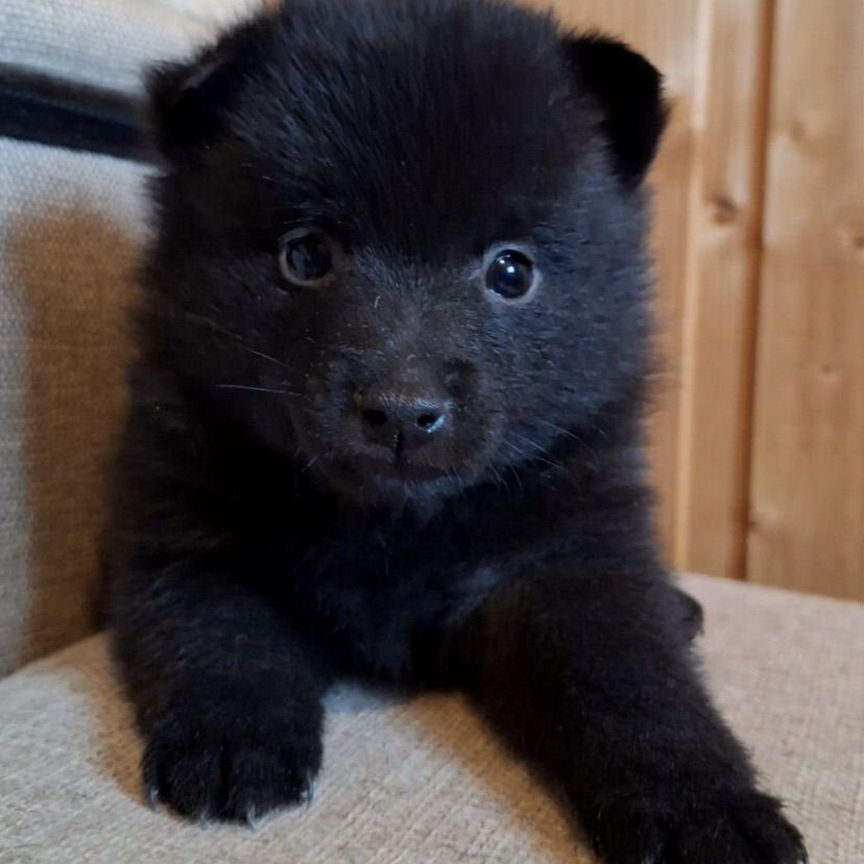 Щенок во двор