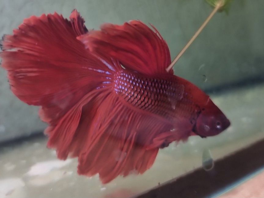 Рыбка петушок