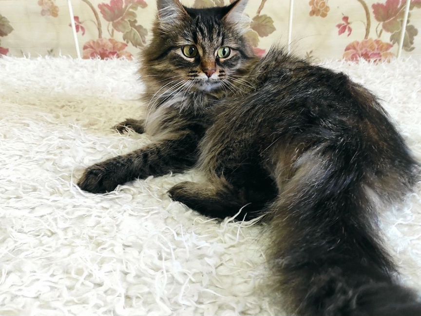 Кошечка Василиса