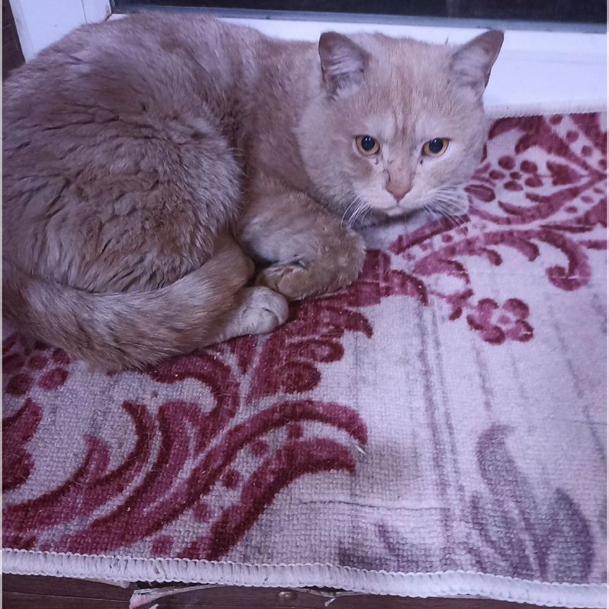 Кот в добрые руки