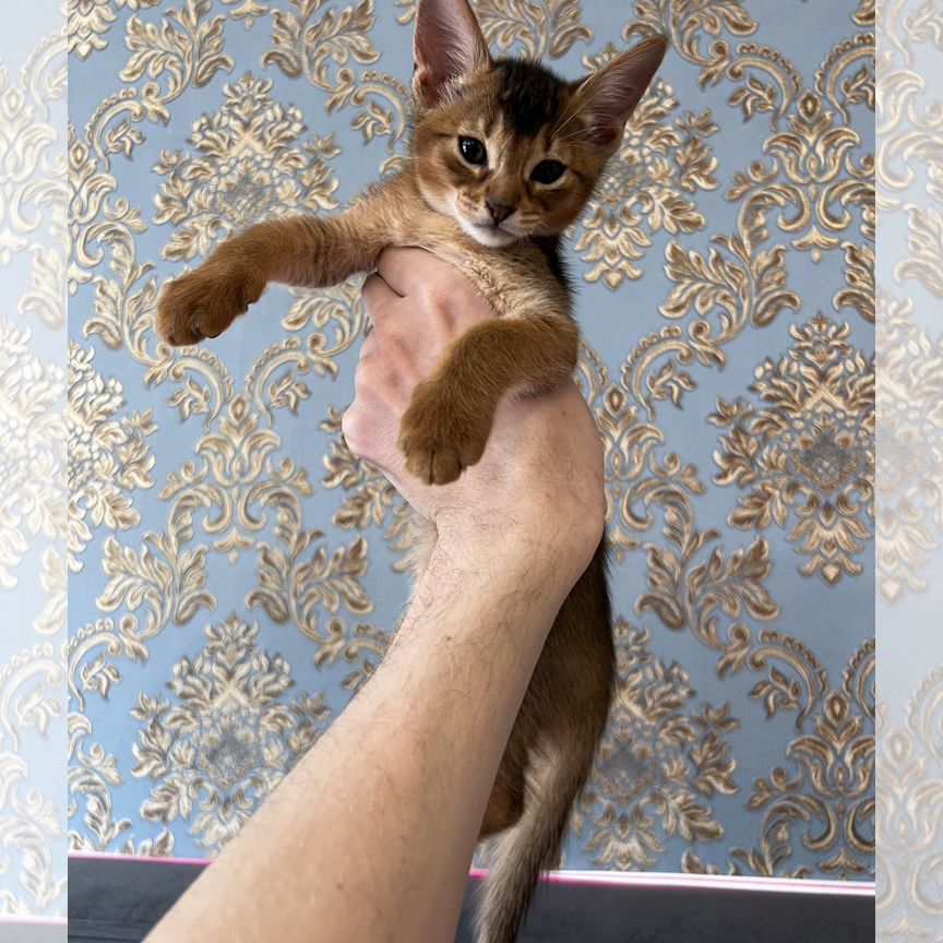 Абиссинский котёнок