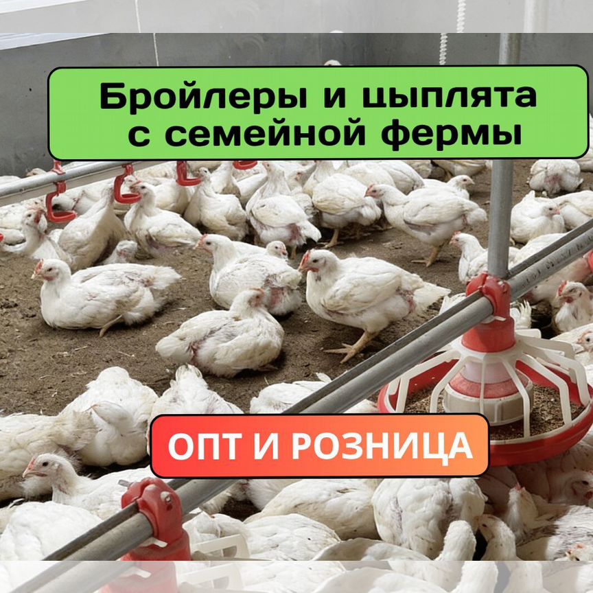 Куры бройлеры, живым весом