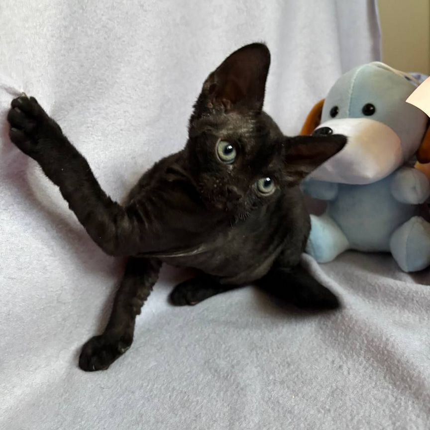 Девон-рекс котёнок