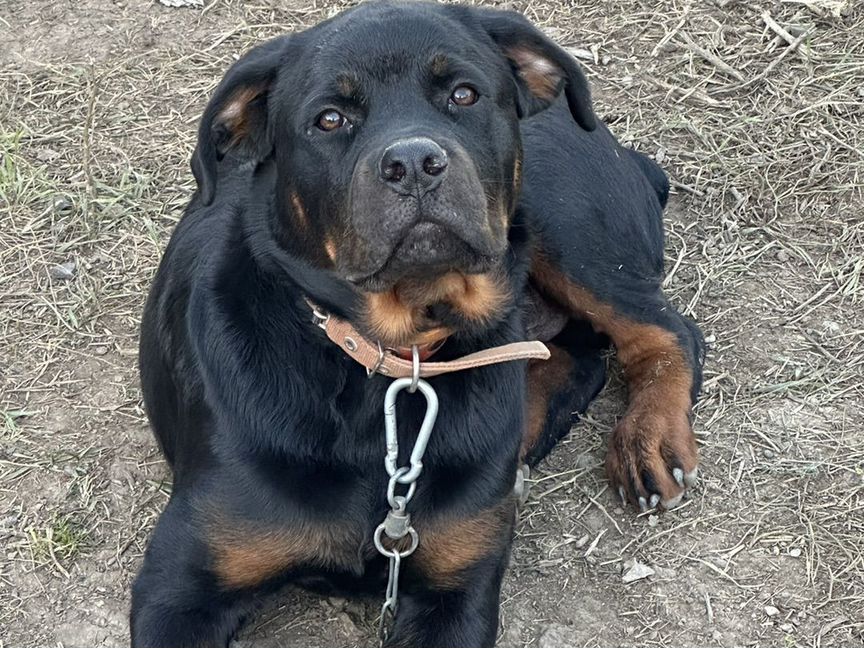 Щенок ротвейлера продажа