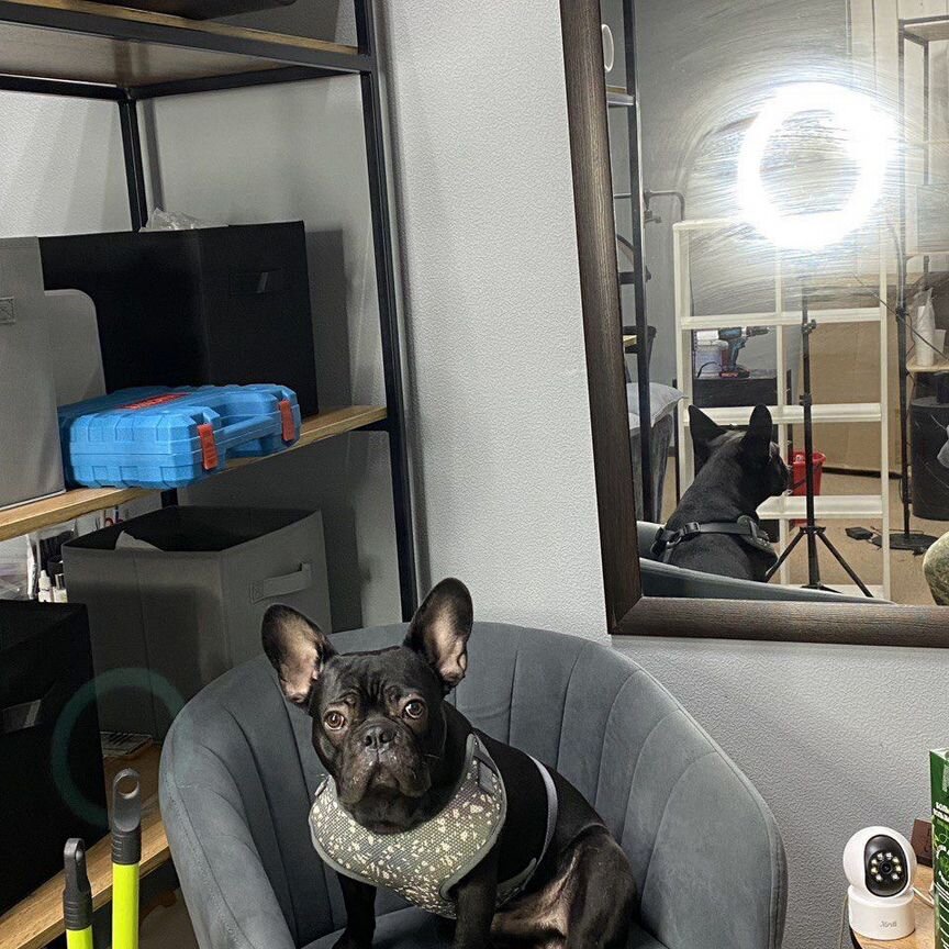 Французский бульдог отдам в хорошие руки