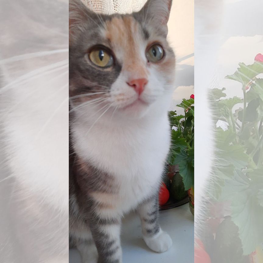 Потерялась кошка