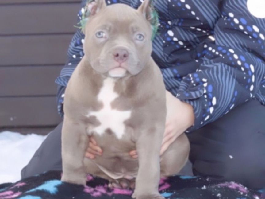 Американский булли, лиловый парень