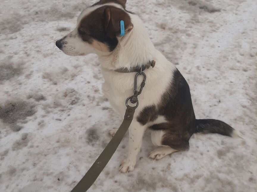 Собака