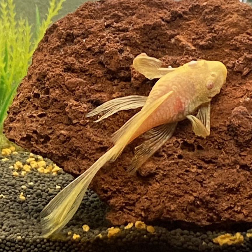 Анциструс вуалевый и звездчатый