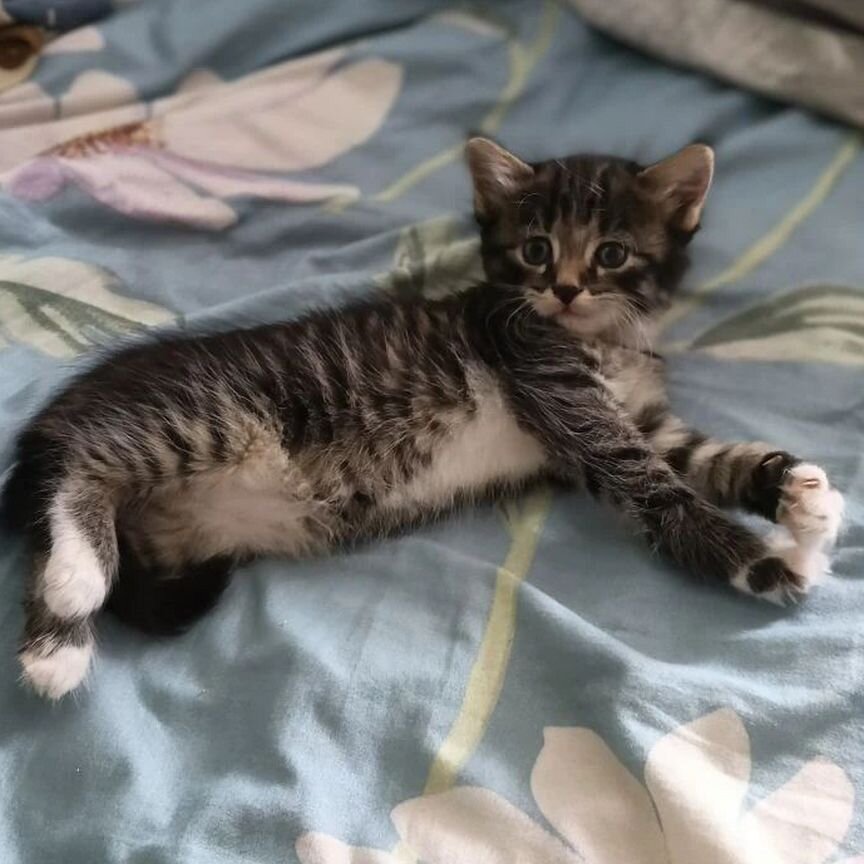 Котёнок в добрые руки