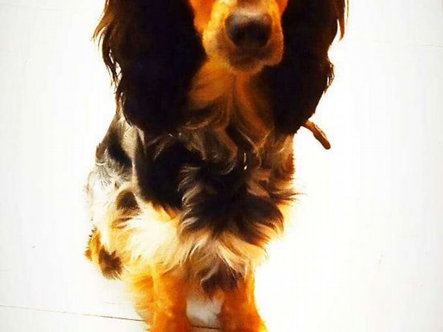 Русский спаниель вязка