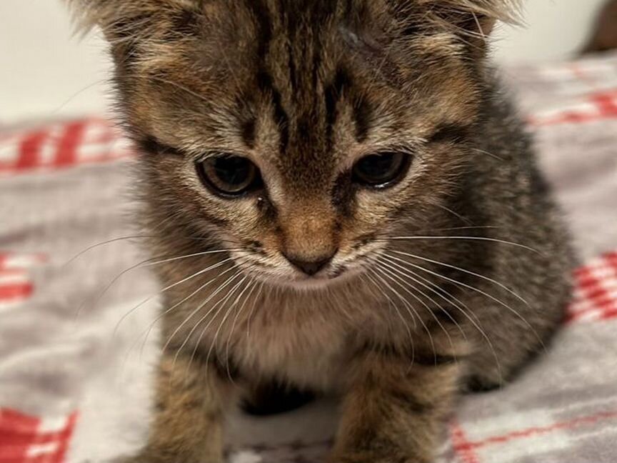 Вислоухий абиссинский котенок