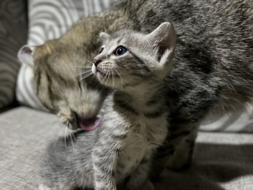Котята найдены в гаражах