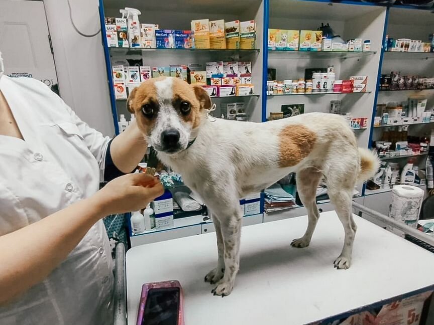 Мелкая собачка