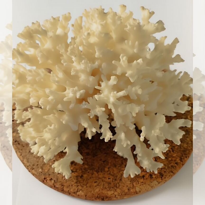 Коралл натуральный (Адриатическое море)