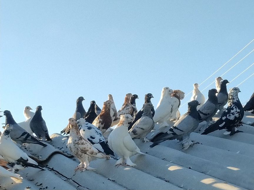 Андижанские голуби