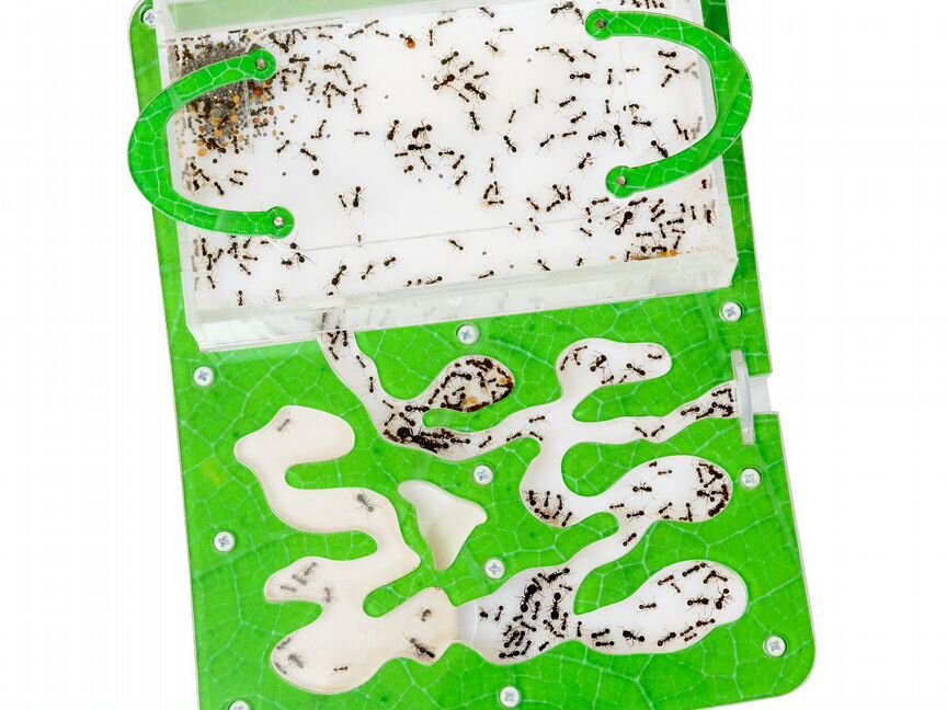 Муравьиная ферма antplanet с муравьями