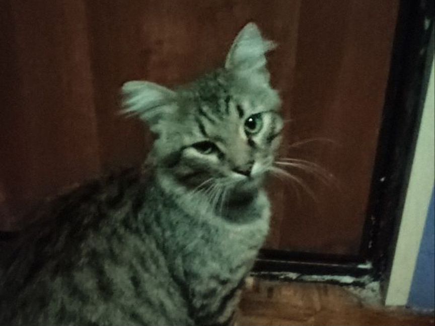 Кошка