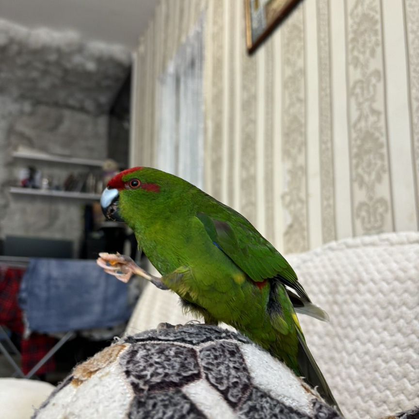 Какарик ручной