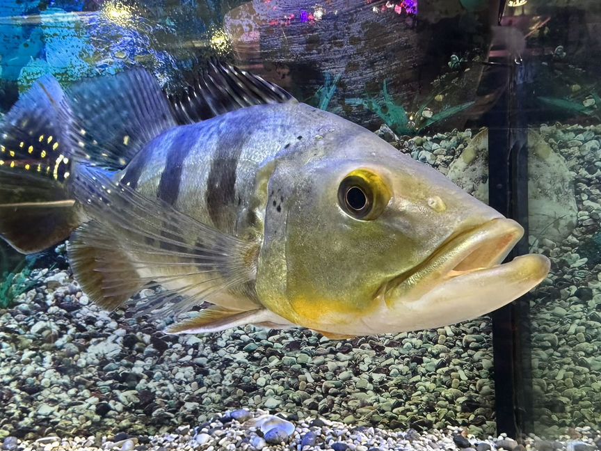 Цихла ленточная, оцеллярис (Cichla ocellaris)