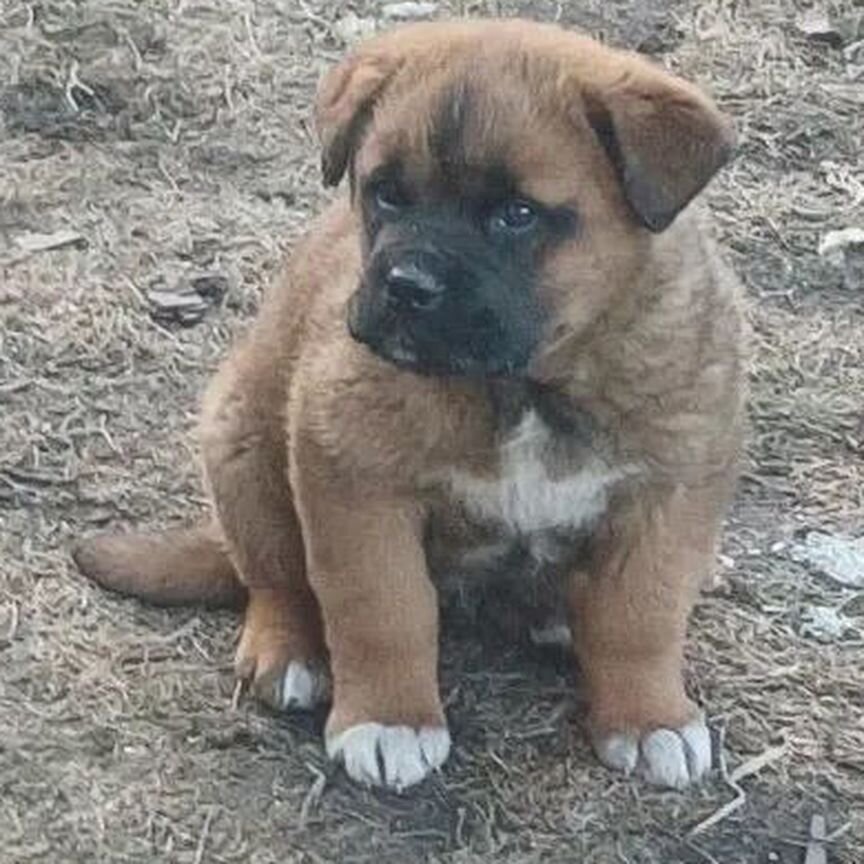 Сенбернар, щенок