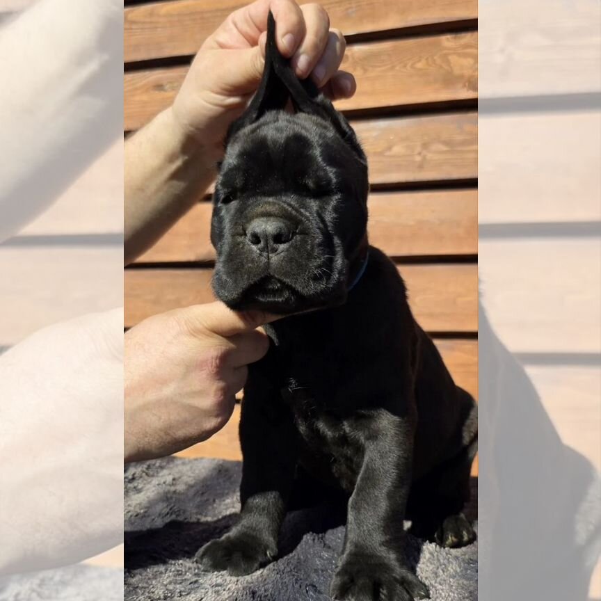 Кане-корсо, щенок