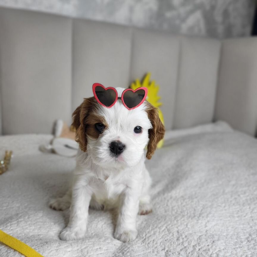 Кавалер кинг чарльз спаниель девочка