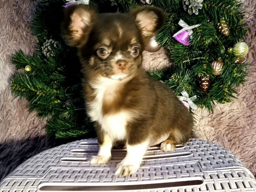 Шоколадный красавчик