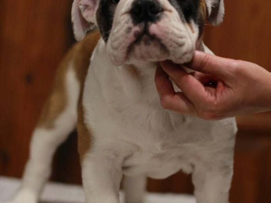 Английский бульдог