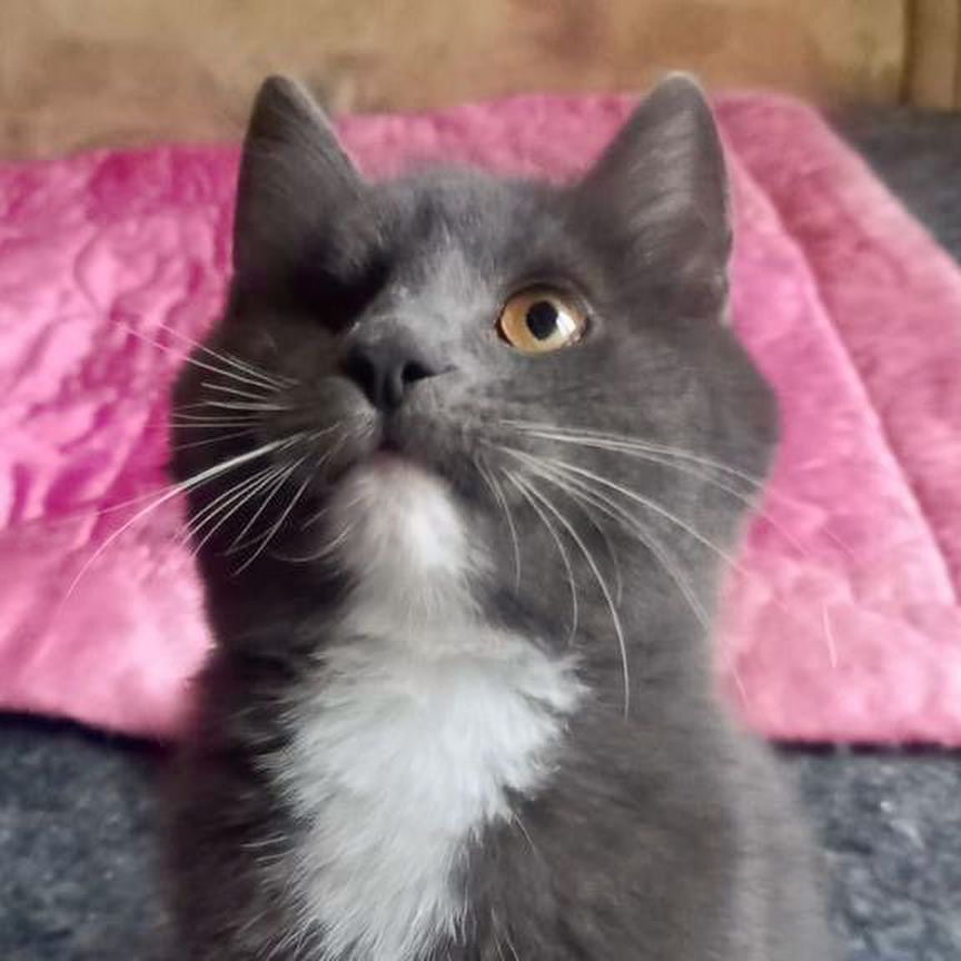 Котики бесплатно