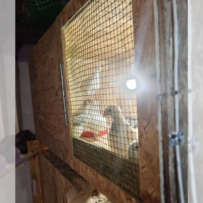 Курицы колодки