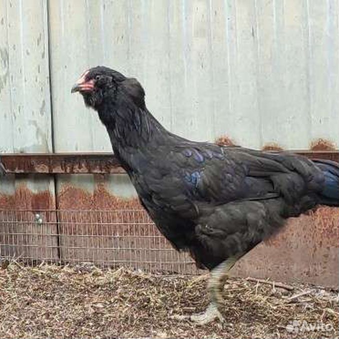 Молодые петушки Амерауканы