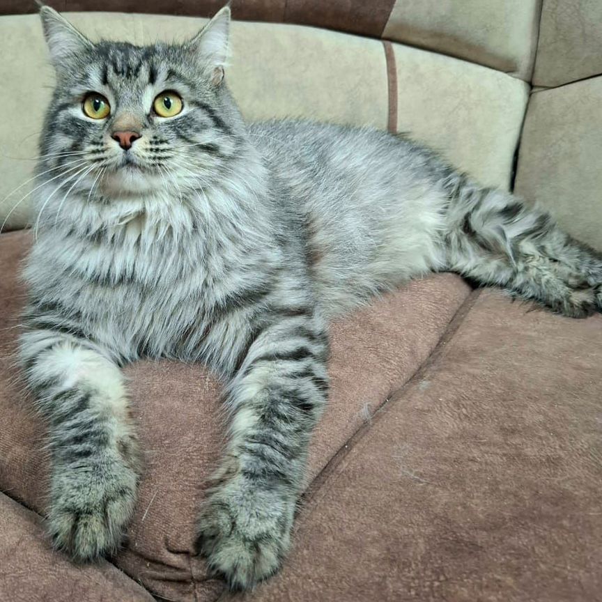 Котик Яша в добрые руки